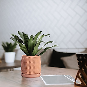 D'vine Dev 6 Inch Terracotta Beaded Planter Pot - Flower Pot with Drainage Hole and Saucer for Indoor Succulent Plants or Flowers, Terracotta, 27-C-X-7