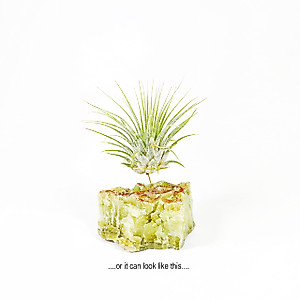 Green Calcite Crystal Air Plant Holder Gift Includes Healthy Live Air Plant and Gift Box Great Gift for Friend Co-worker or Neighbor