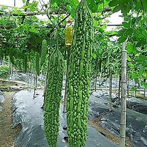 30 Bitter Gourd, Chinese Bitter Gourd, Calabaza Amarga, Bitter Cucumber, karela, Nigauri, Goya, Ku-Gua, Non-GMO Heirloom Seeds, Nutritious Vegetables-QAUZUY GARDEN