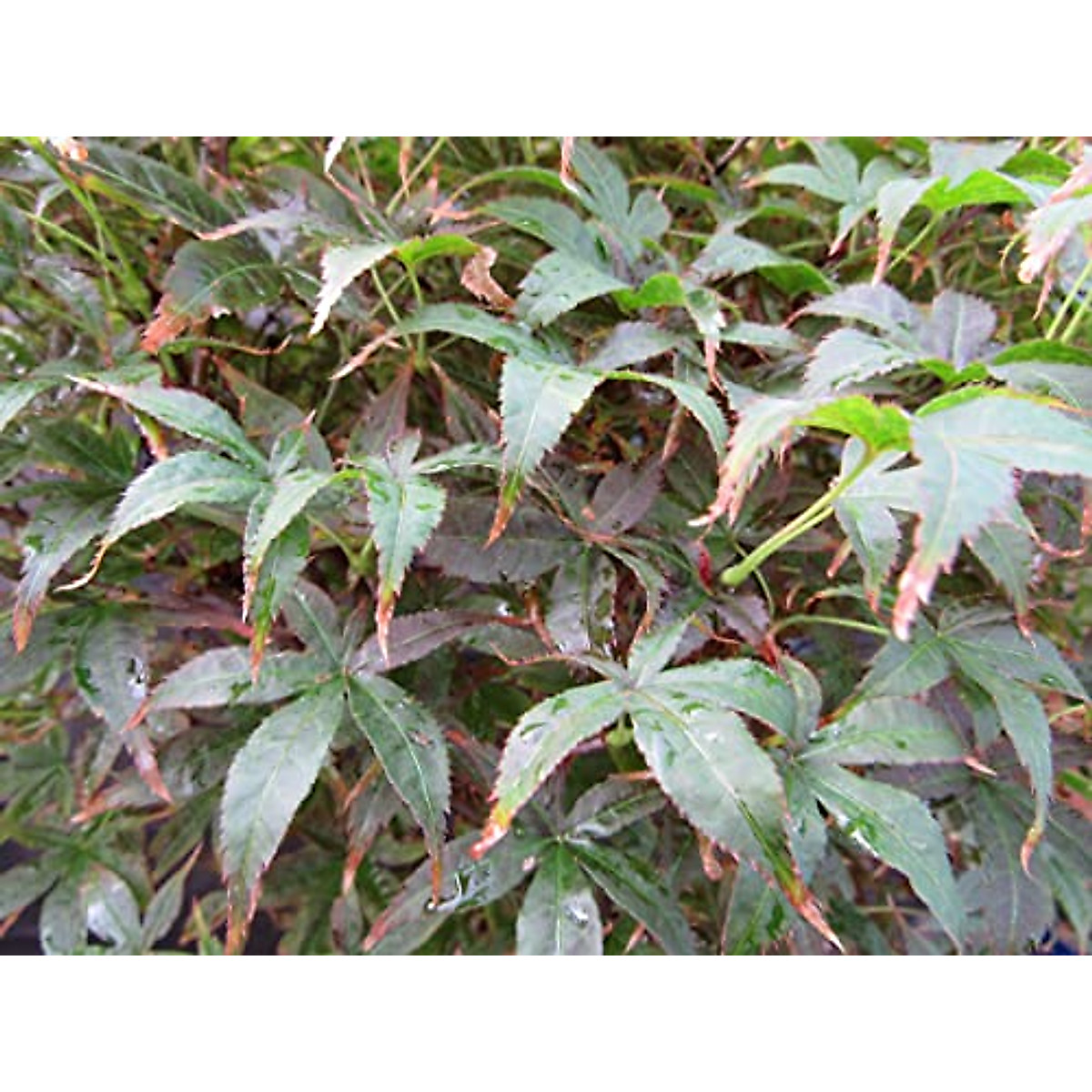 51 Year Old Rhode Island Red Japanese Maple Bonsai Tree