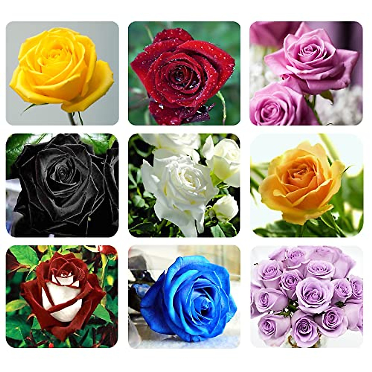 400+ Mixed Rose Seeds for Planting, Shrubs Perennial Bonsai Flower, Garden Yard Potted Decoration