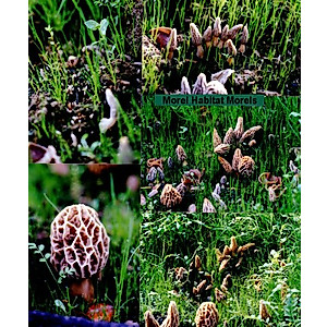 Backyard Morel Mushroom Growing Kit - Morel Habitat Kit ®