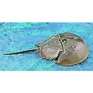 Real Horseshoe Crab Shell with Legs Shell Specimen Collectible