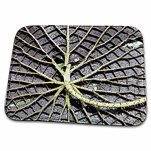 3dRose USA, Kansas, Lilly Pad. - Dish Drying Mats (ddm-191573-1)