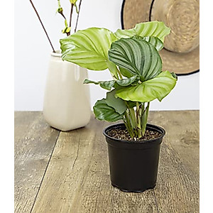Calathea Prayer Plants Live House Plants Kit (4 PK), Calathea Plant Live Indoor Plants Live Houseplants, Live House Plants Indoors Live Plants Indoor, Live Indoor House Plants Live by Plants for Pets