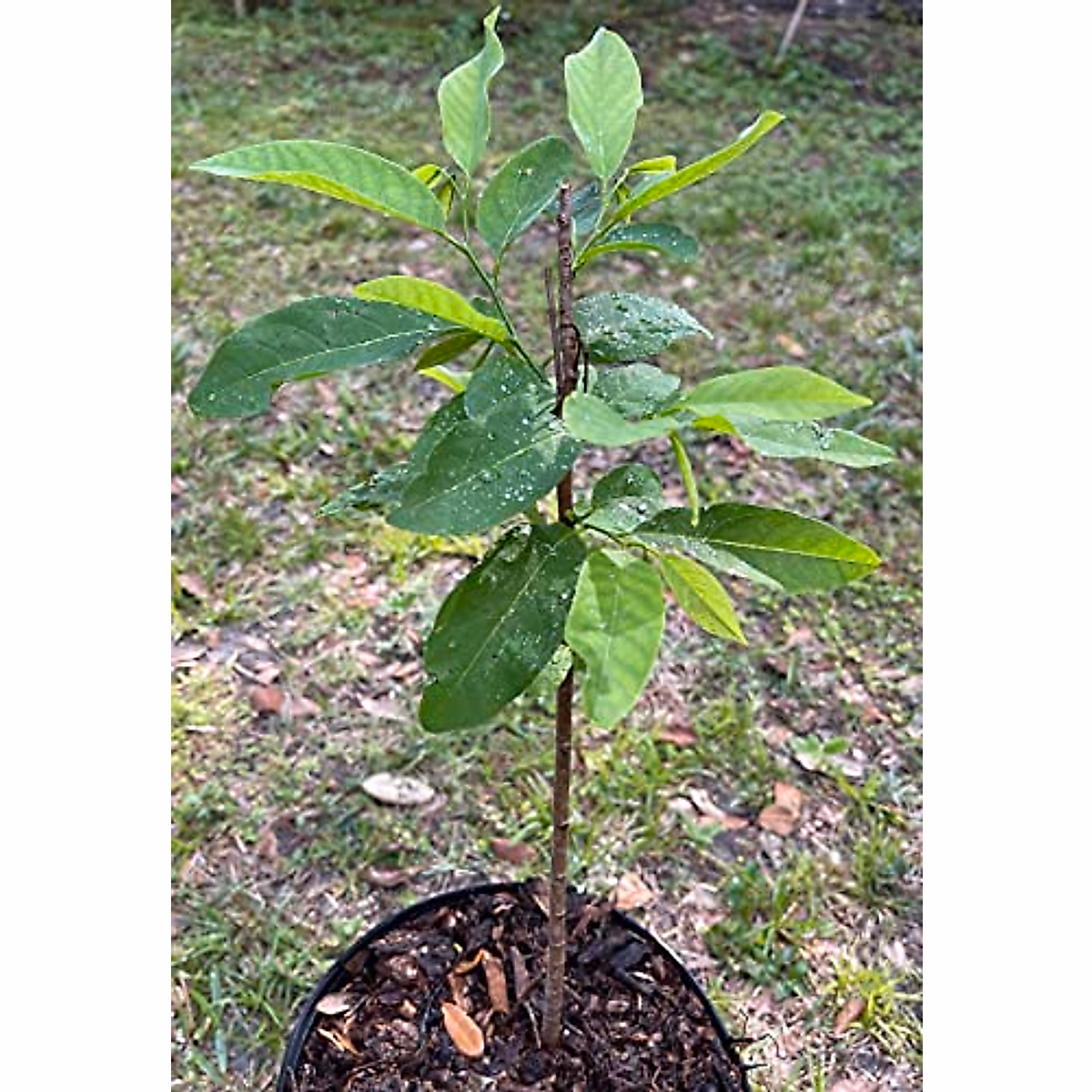 1 Live Sugar Apple Plant, 18 to 20 inches Tall, Ship with no Pot
