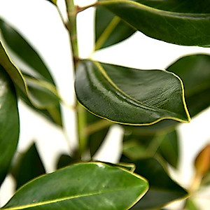 PERFECT PLANTS Little Gem Magnolia Live Plant, 3-4', Includes Care Guide