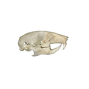 Real Mouse Skull A Quality