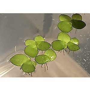 40+ Giant Duckweed (Spirodela polyrhiza) Live Floating Plants for Aquarium or Pond by TMDFishKeeping