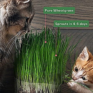 Organic Wheat Grass Seeds, Cat Grass Seeds, 16 Ounces- 100% Organic Non GMO - Hard Red Wheat. Harvested in The US. Easy to Grow Green