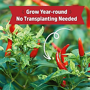 Back to the Roots Non-GMO Chili Planter, Grow Organic Chili Peppers Year Round, Windowsill Grow Kit, Top Gardening Gift, Holiday Gift, & Unique Gift