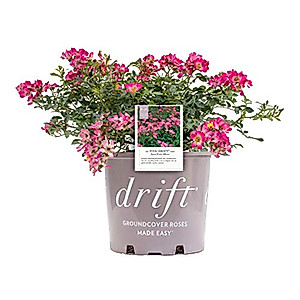 Drift Roses - Rosa Pink Drift (Rose) Rose, pink flowers, #2 - Size Container