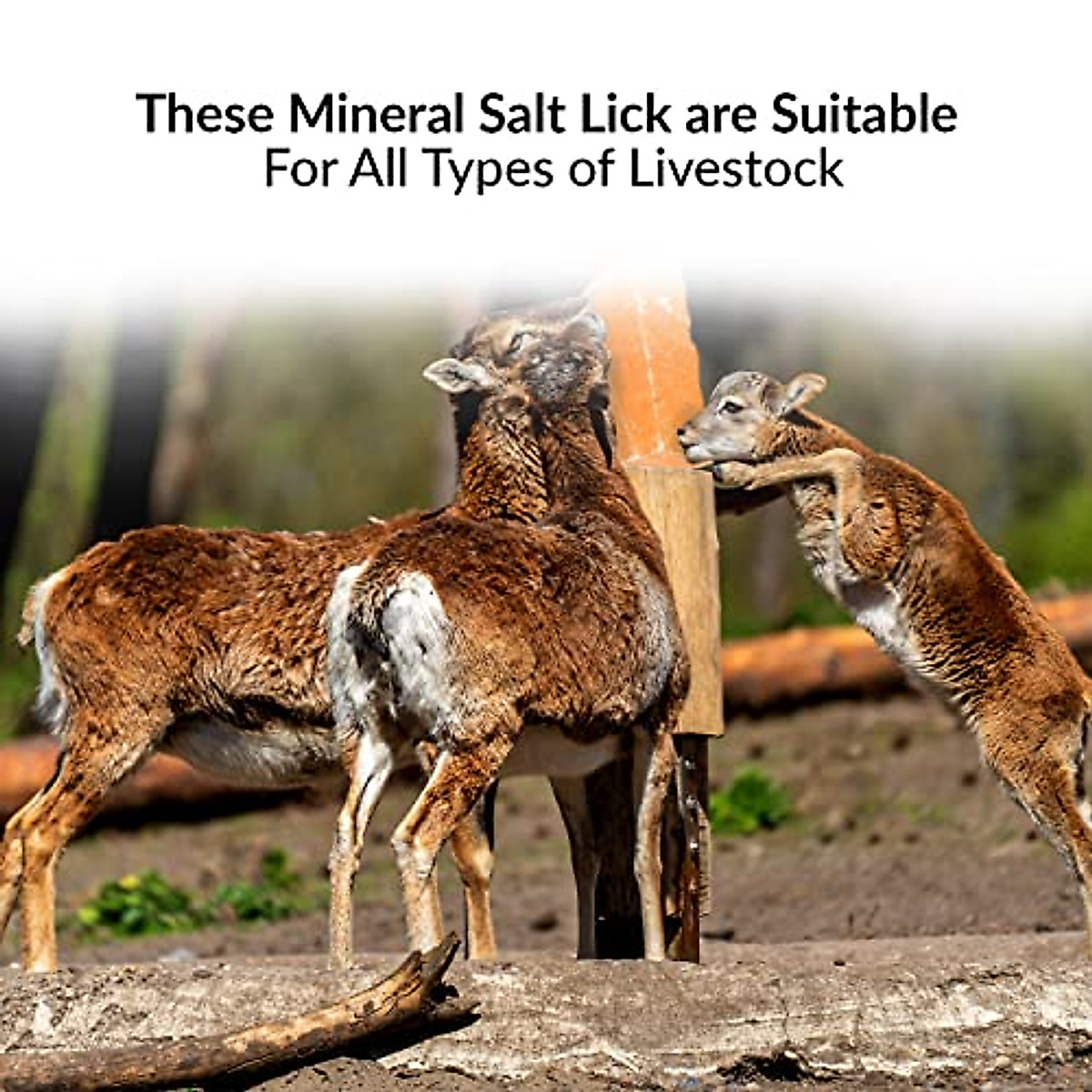 Himalayan Nature Licking Salt for Deer - 2 Pack
