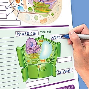 NewPath Learning 10 Piece Mastering Middle School Life Science Curriculum Mastery Flip Chart Set, Grade 5-9 Multi, 12 L X 18 W in