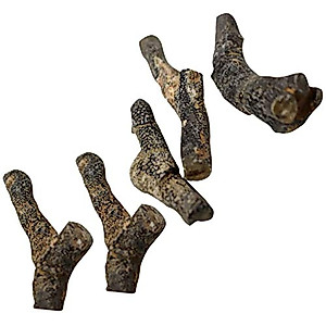 Scicalife Kids Toys 5Pcs Stromatoporoid Fossils Ordovician Bryozoan Fossils Specimens Ancient Marine Fossils Model Figurine Science Teaching Materials Random Style Kid Toys