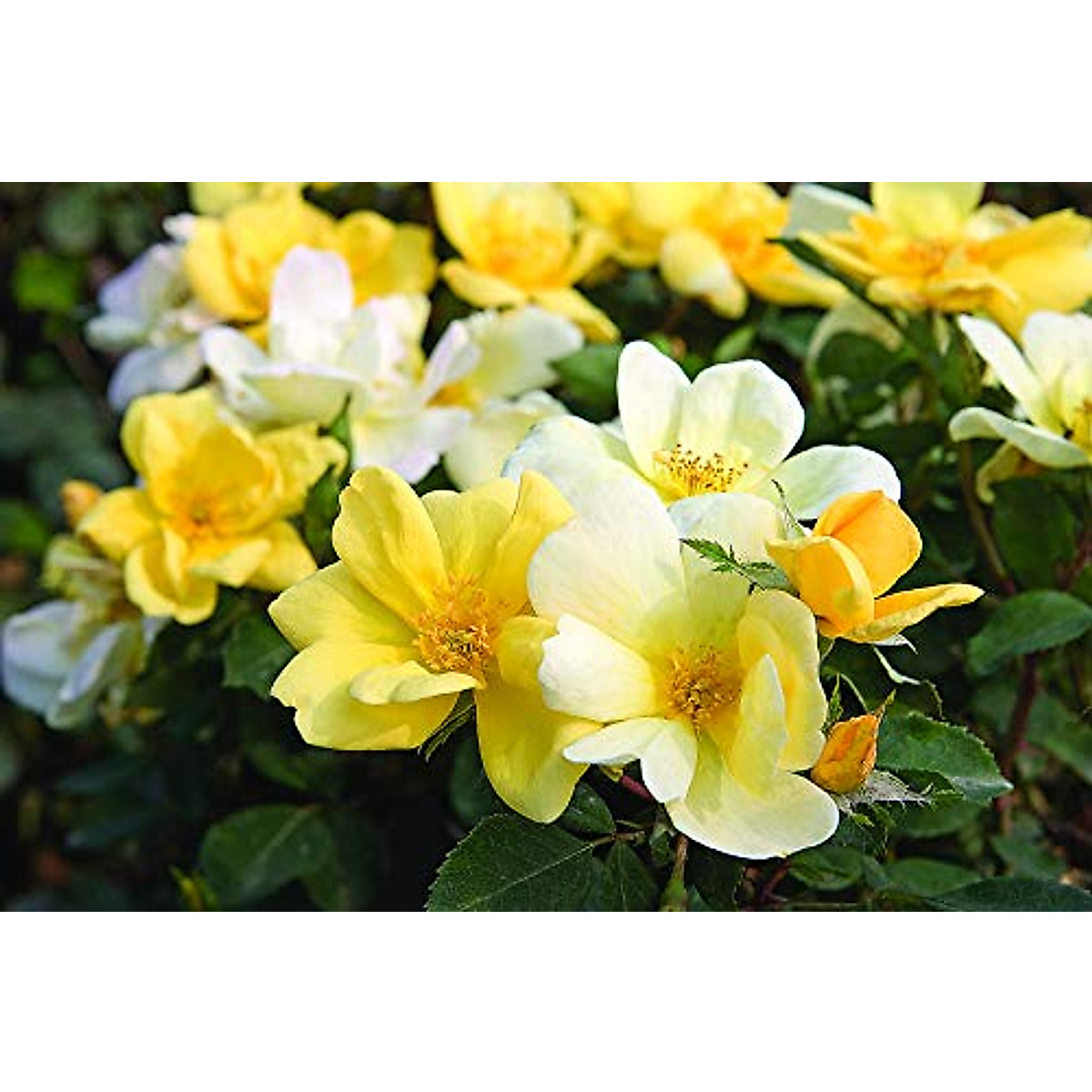 Star Roses Knockout Series 11892 Star Series Roses Knock Out, 3 Gallon, Sunny Knockout