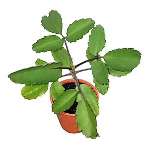 Kalanchoe pinnata Miracle Leaf ‘Magic Bells’ Live Plant
