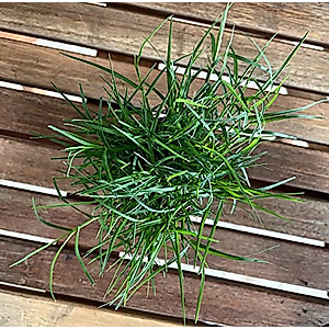 Bermuda Grass Plug Tray | EZ Plug 50 Grass Plugs Per Tray