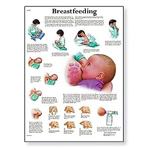 3B Scientific VR1557L Glossy Laminated Paper Breastfeeding Anatomical Chart, Poster Size 20" Width x 26" Height