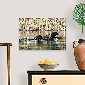 CANVAS ON DEMAND Common Loon Family, One Adult Loon Is Giving an Aquatic Insect to Its Chick Canvas Wall Art Print by Charles Sleicher, Home Decor, Bird, Wildlife Artwork, 24" x16in