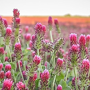 Crimson Clover Seeds - 1 lb ~46,400 Seeds - Legume Clover Seeds for Cover Crops, Wildlife Forage, Pasture, Hay, Pollinator Attractant, Green Manure, & More - Clover Seeds for Planting