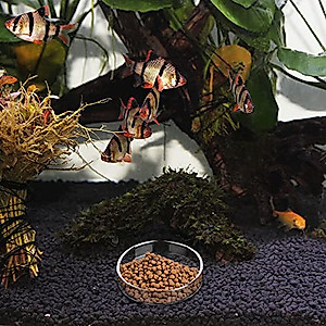 Dannisly Aquarium Glass Feeder Dish Shrimp Feeding Dish Round Clear Glass Fish Feeder Bowl Fish Tank Food Tray Container Prevent Food Spilling, 60mm