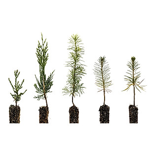 Conifers of The Sierra Nevada | Collection of 5 Live Tree Seedlings | The Jonsteen Company