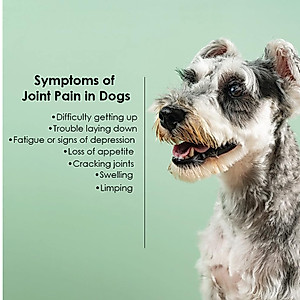 Hylox Dog Joint Supplement (240 Soft Chews)