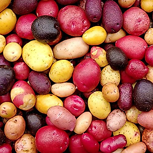 Potato Multicolor Mix - 100 True Seeds Not Root - Grow Your Own Potato
