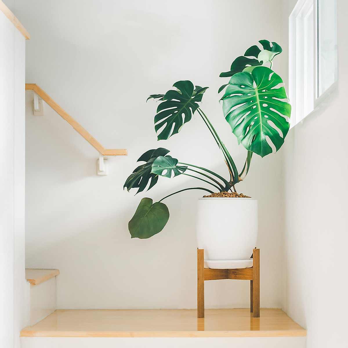 Monstera Houseplant Potting Soil Mix (4 Quarts), Custom Blend for Growing and Repotting