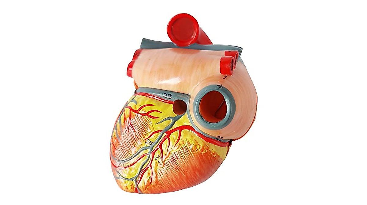 Human Heart Model for Anatomy - 2-Part Life Size Cardiac Tool
