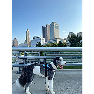 ShawnCo Essential Dog Harness, No-Pull Pet Vest with 3 Leash Clips, No Choke, Reflective, Adjustable and Padded, for Easy Walking and Training for Small, Medium and Large Dogs (Oceanic Blue, Medium)