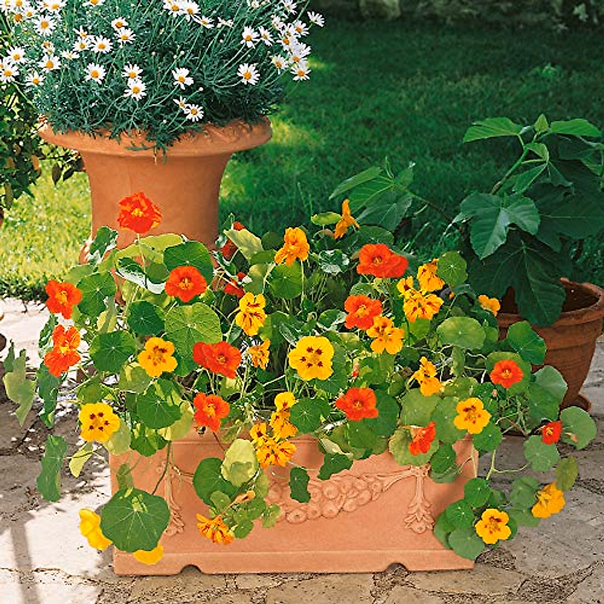 Outsidepride Tropaeolum Nasturtium Flower Seed Mix Climbing Flowering, Dwarf - 1/4 LB