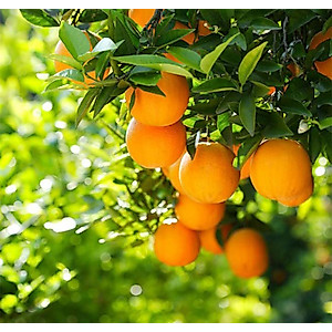 Mix Dwarf Bonsai Fruit Tree Seeds for Planting, 50+ Lemon Tree Seeds 50+ Cherry Tree Seeds 50+ Orange Tree Seeds 50+ Apple Seeds, 4 Variety Individual Packs, Organic Heirloom Fruit Seeds