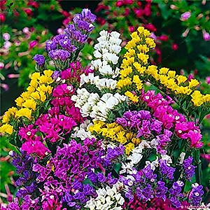 CEMEHA SEEDS - Seeds Wavyleaf Sea Lavender Statice Limonium Mix Annual Flowers for Planting