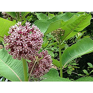 Common Milkweed Native Seeds (Asclepias Syriaca), Pack of 100 Seeds by Seeds2Go