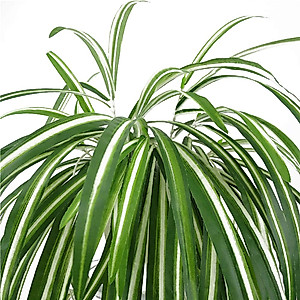 Artificial Chlorophytum Silk Flowers, Flowers Spider Plant Fake Greenery Faux Plant Hanging Basket Ivy Green Leaves Wall Hanging Plants for Home Garden Office Wedding Decoration (Green , One Size )