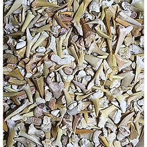Bag of Genuine Shark Teeth - Fossilized Moroccan Teeth!