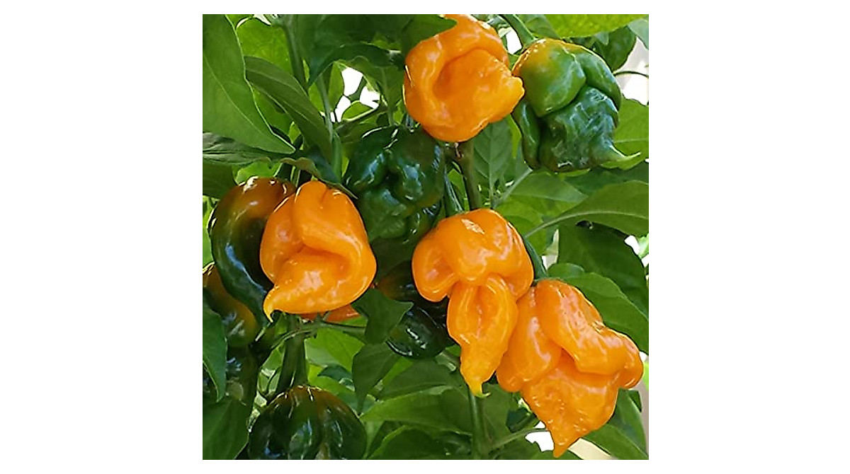 Yellow Trinidad Moruga Scorpion Seeds - Extreme Heat! Grow Your Own