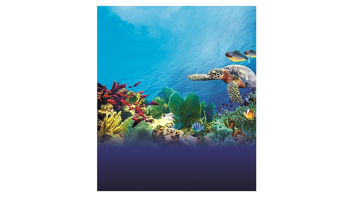 Fascination Coral Reef [Blu-ray] — 🛍️ The Retail Market