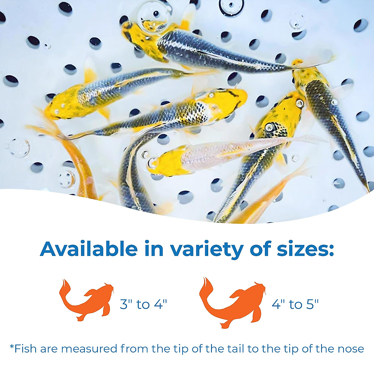 Toledo Goldfish Live Sunshine Yellow Koi, Mix of Standard or Butterfly Fin Species, Perfect for Ponds, Tanks, and Aquariums - 3-4 Inches, 5 Count
