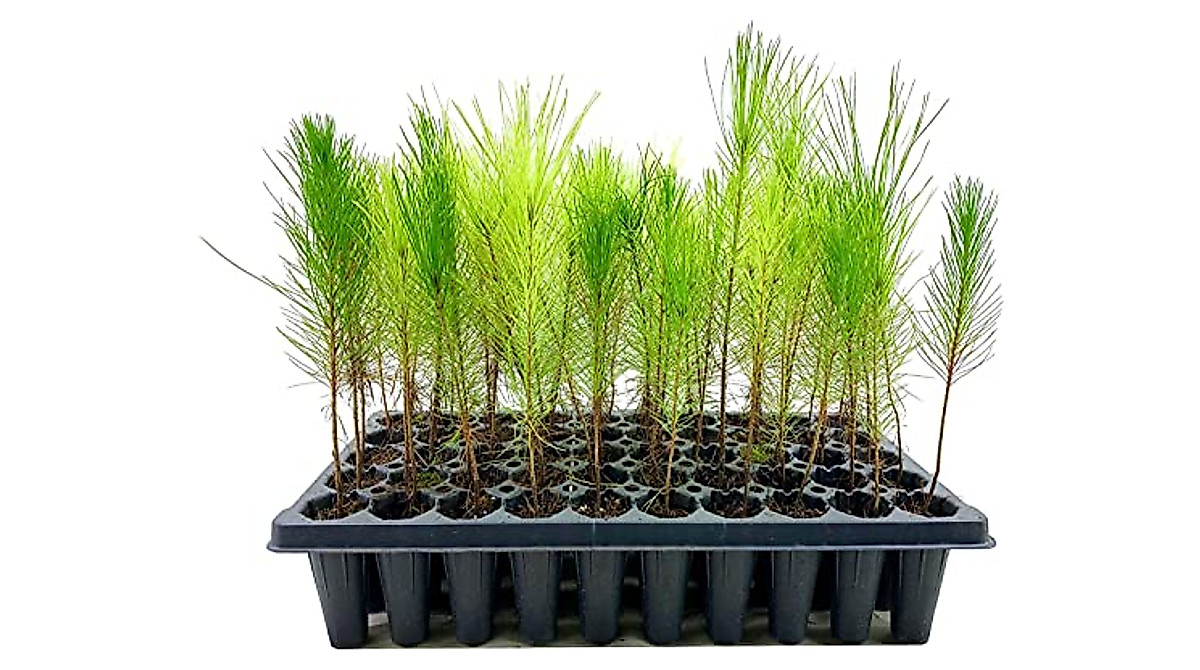 Loblolly Pine Trees | Fast-Growing Shade & Privacy Plants