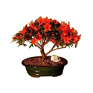 Bonsai Boy Flowering Red Azalea ('Hino Crimson' (Kurume)