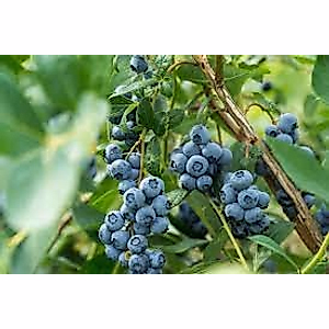 Blueberry Bush Granular Sulfur Fertilizer ( Soil Acidifier ) - 50 Lbs..