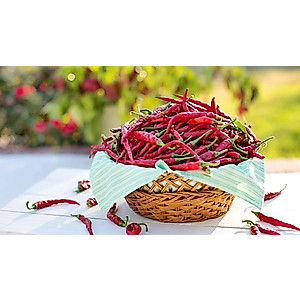 Gaea's Blessing Seeds - Cayenne Pepper Seeds - Heirloom Hot Pepper Long Red Slim Non-GMO Open-Pollinated High Yield Germination Rate 93% Net Wt. 1.0g