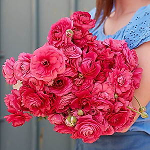 Ranunculus Bulbs - Bonbon - 100 Bulbs - Red Flower Bulbs, Corm Attracts Bees, Attracts Pollinators, Easy to Grow & Maintain, Fragrant, Container Garden