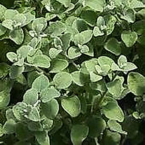 Licorice Seeds (20+ Seeds) | Non GMO | Vegetable Fruit Herb Flower Seeds for Planting | Home Garden Greenhouse Pack