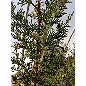 Japanese Juniper, Traditional Bonsai, Windswept Style, 12 Years Old.