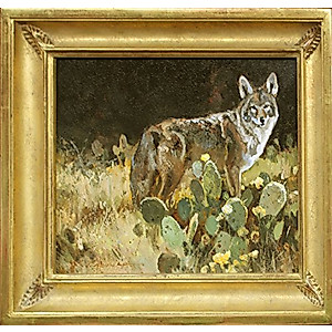 Coyote in Prickly Pear