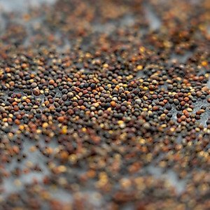 AeroGarden AeroFelt Media for Bounty Microgreens Kit, 10-Pack